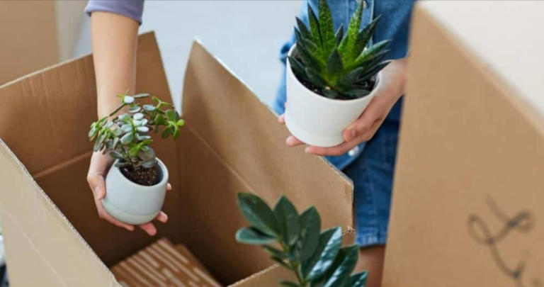 Safe Ship Moving Services - Expert in Long Distance Moving Services